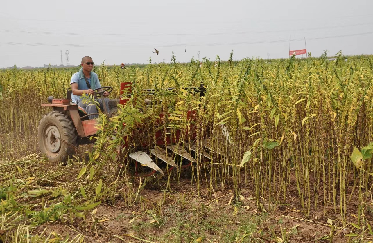 China and Pakistan work together fully on sesame – CPECnews